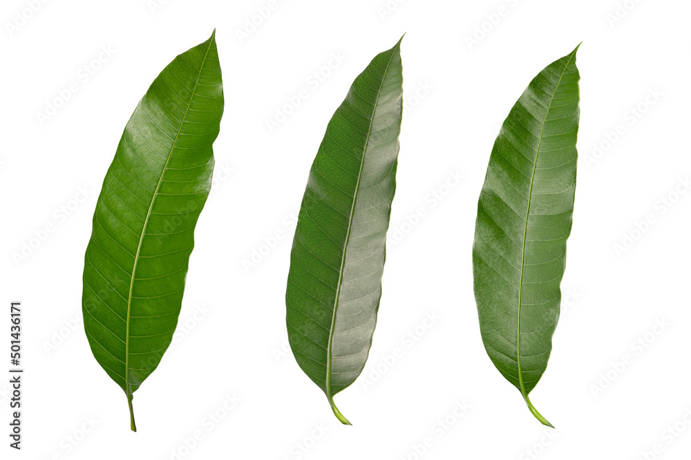 set of mango leaves isolated on white background. Tropical exotic ...