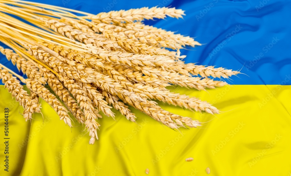 Spike lets of wheat tied with on the background of the flag of Ukraine ...