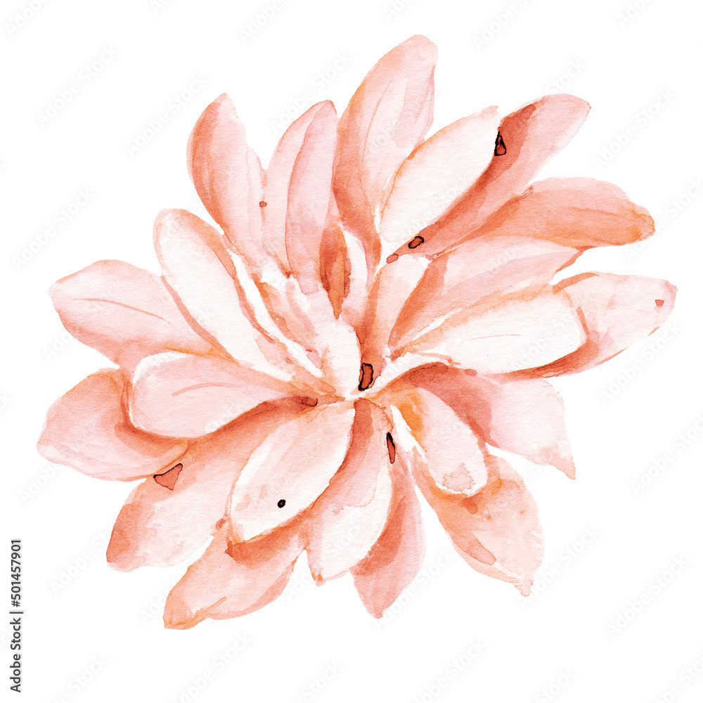 Pink single flower, watercolor floral illustration, decoration for ...