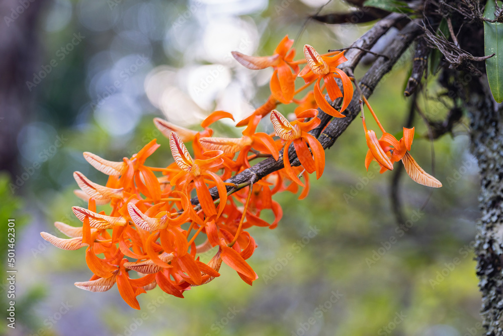 Dendrobium unicum Seidenf. Beautiful rare wild orchids in tropical ...