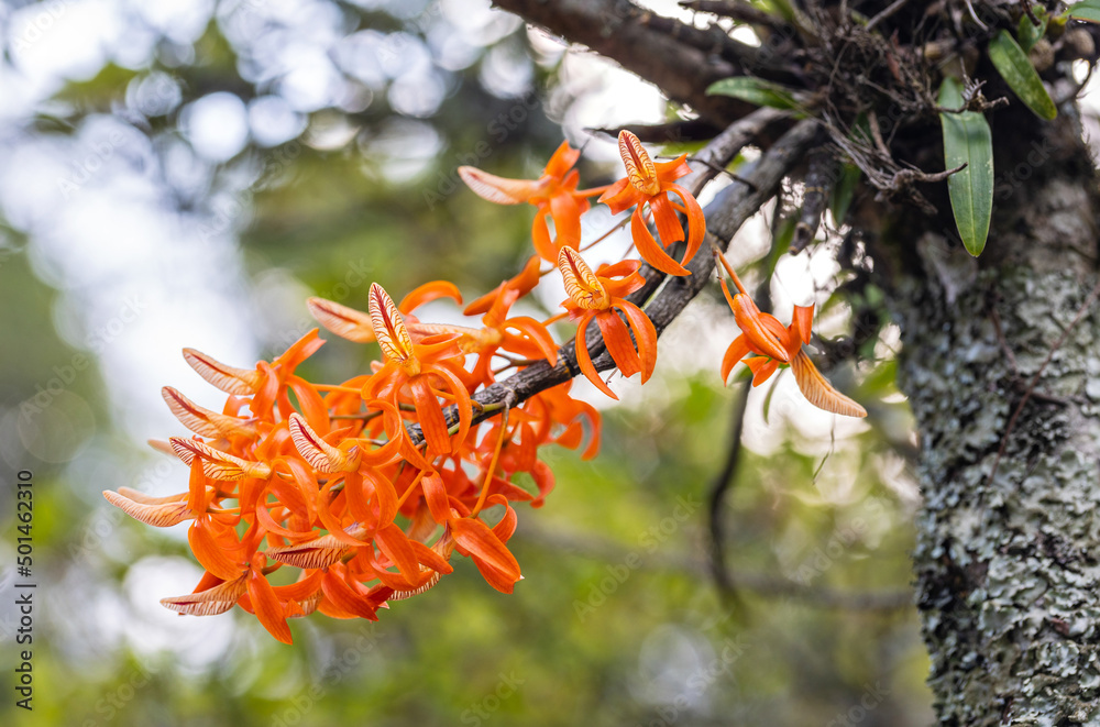 Dendrobium unicum Seidenf. Beautiful rare wild orchids in tropical ...