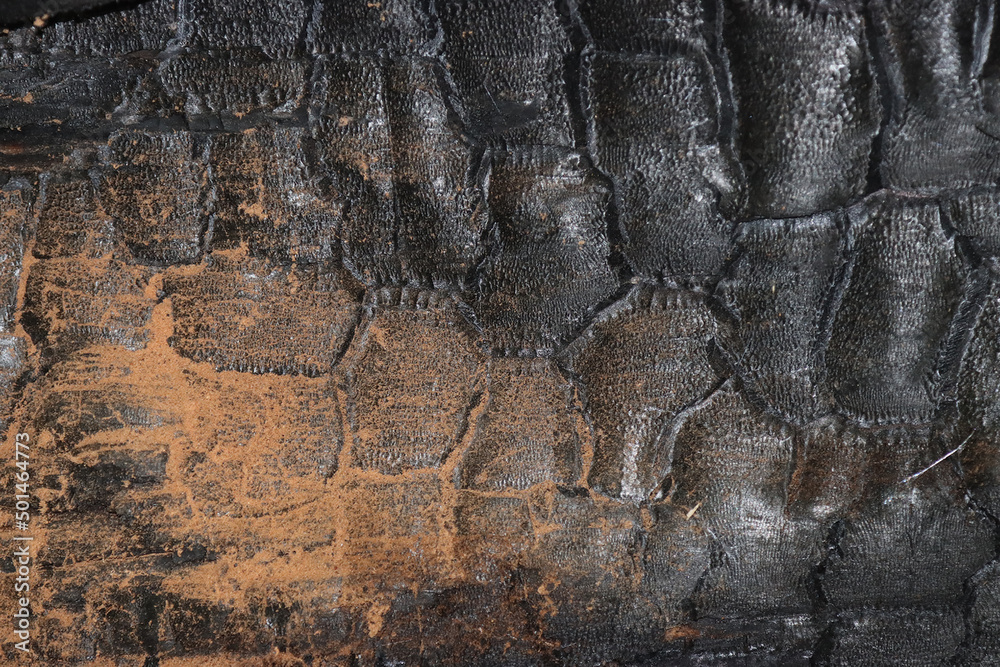 Burnt wood texture. Stock Photo | Adobe Stock