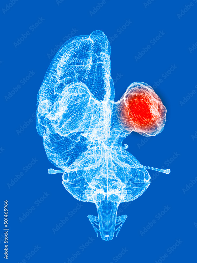 Human brain anatomy front view, internal structures, diencephalon. 3d ...