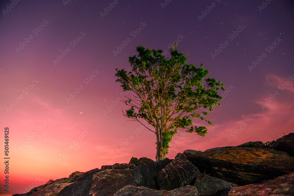 Blurred nature background view of naturally occurring trees and ...