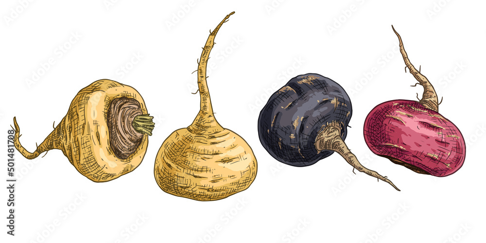 Hand drawn yellow maca, black maca, red maca. Superfood. View from ...