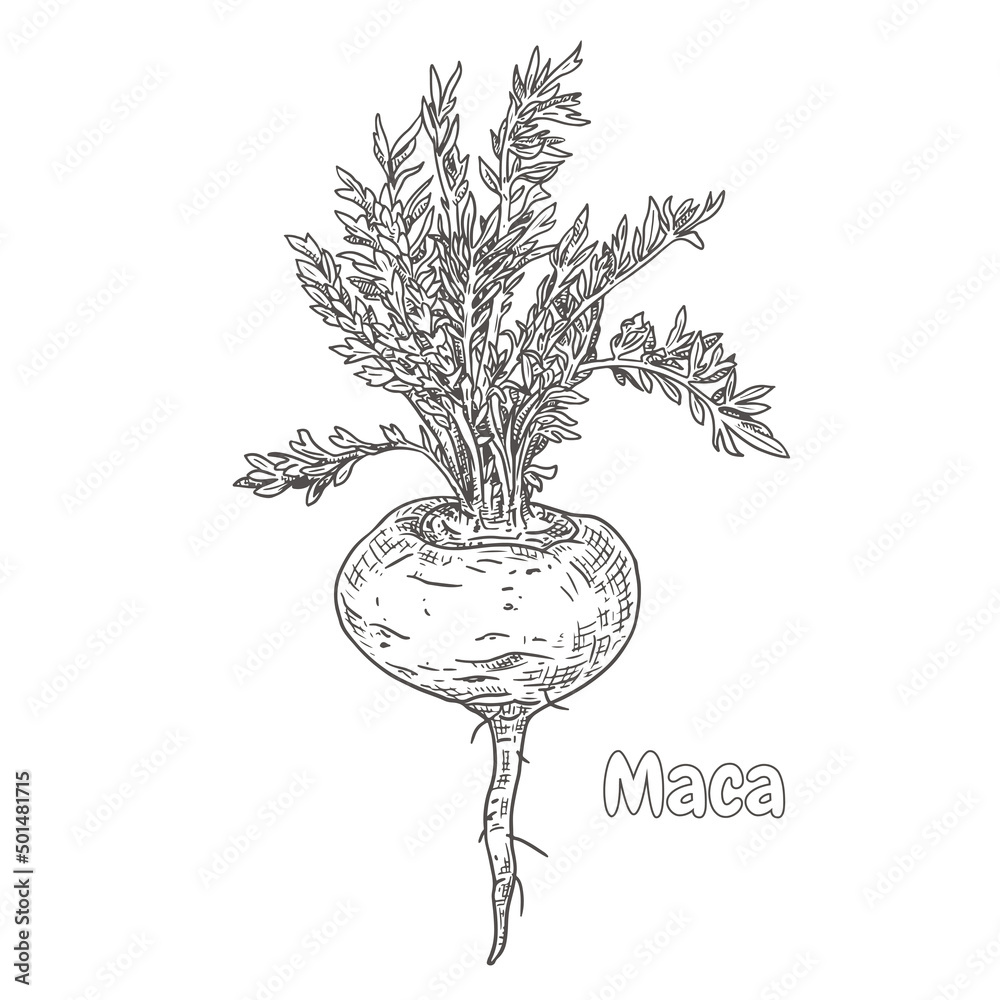 Hand drawn maca with leaves. Superfood. Vector illustration isolated on ...