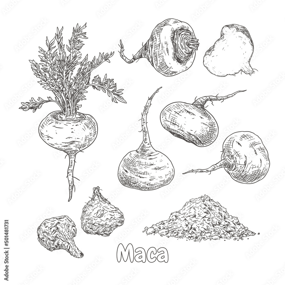Hand drawn maca. Set sketches with maca plant, dried maca, powder ...