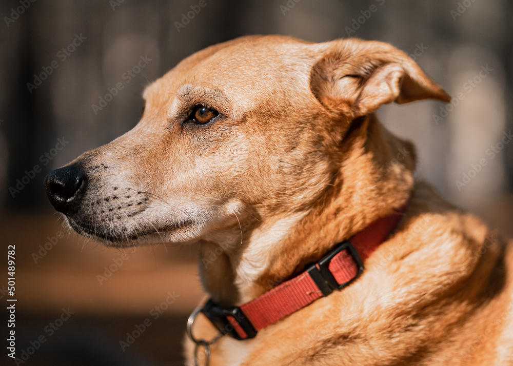 American Dingo Dog