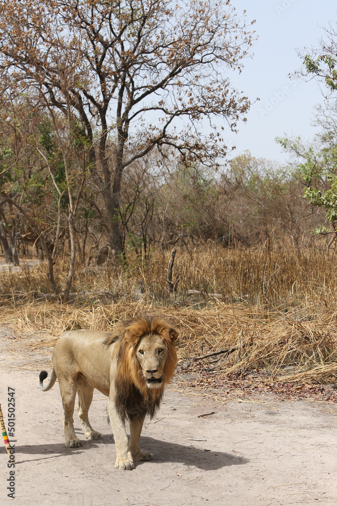 Lion, leo male. Reserve de Fathala. African lions in Senegal, Africa ...