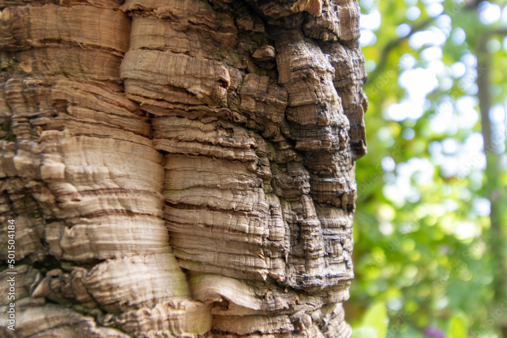 cork tree bark Stock Photo | Adobe Stock