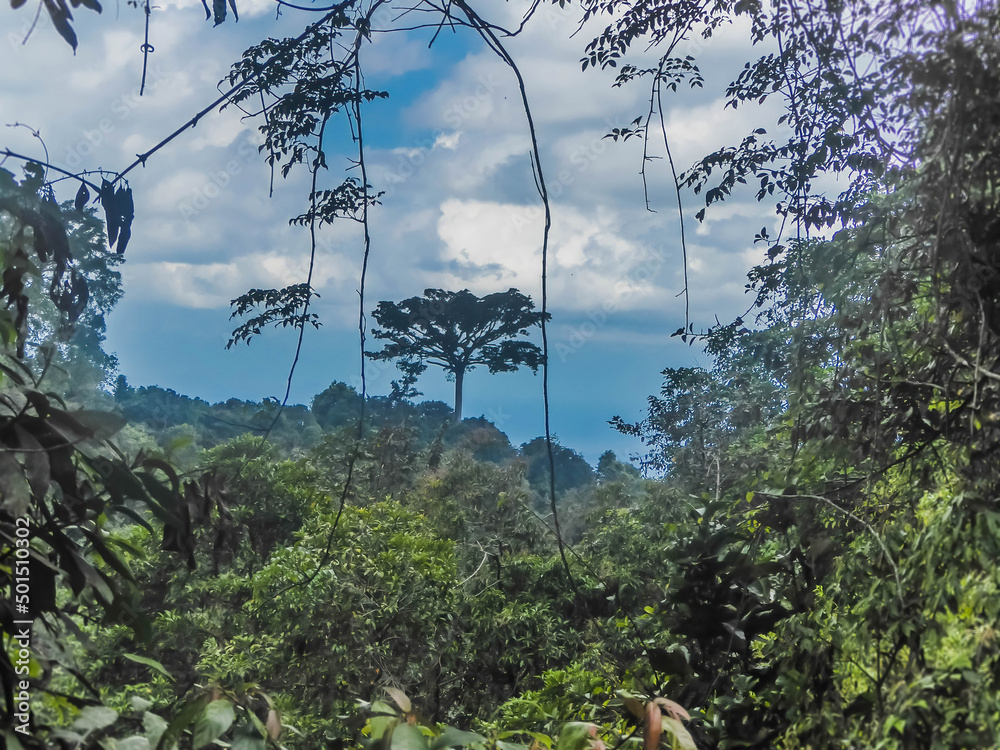 The Tree of Life in the jungle of Rinjani nation park on the island of ...