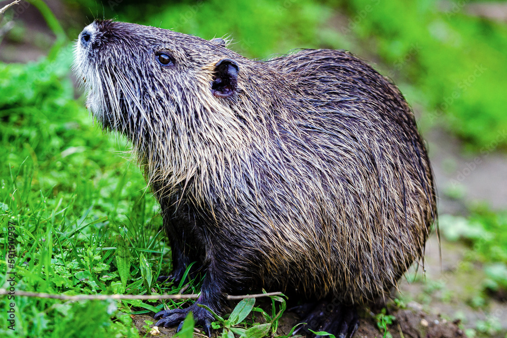 Soft focus of a nutria surrounded by weeds and grass at a park Stock ...