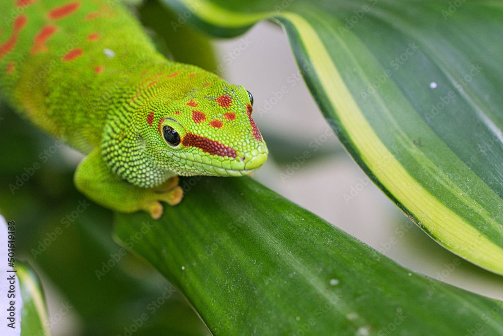 The emerald green geko is and beautiful tepid predator. It hunts ...
