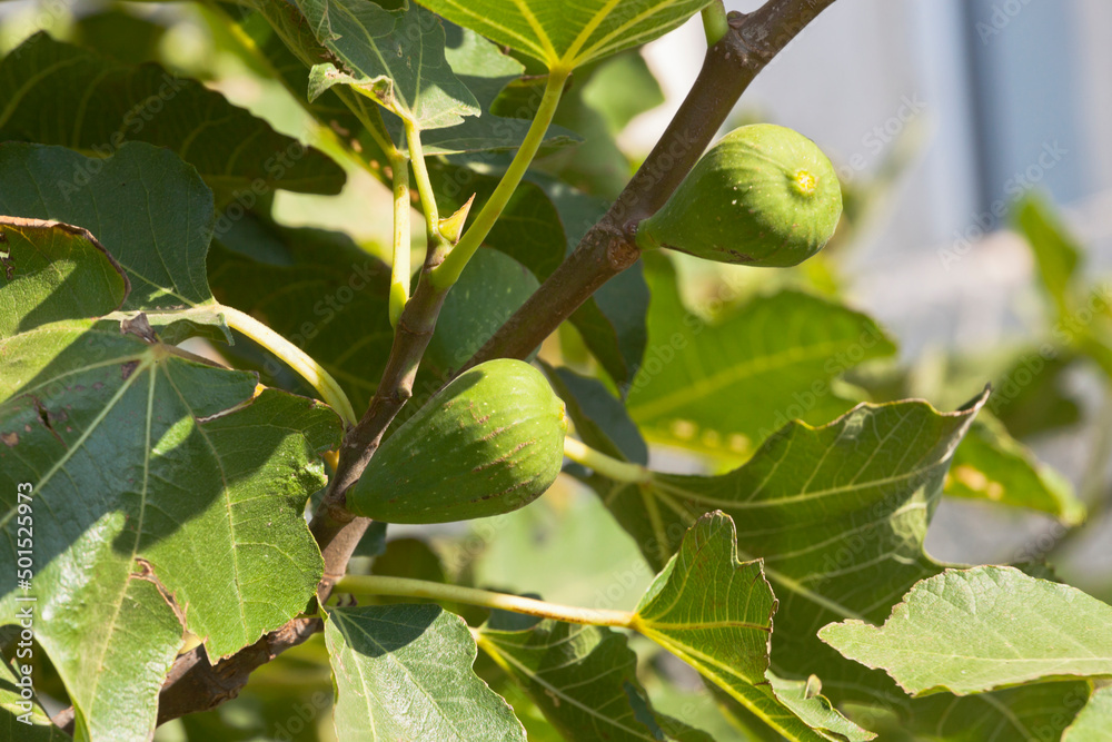 Green fruits of fig varieties Honey on a branch of a fig tree Stock ...