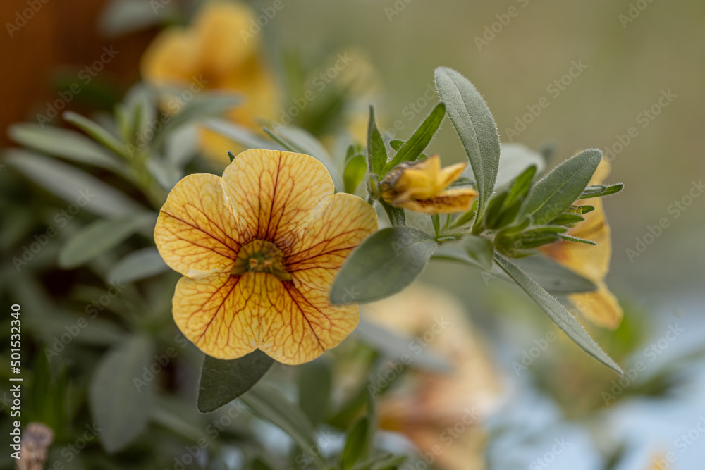yellow surfinia or petunia flowers and green leaves in fresh garden ...