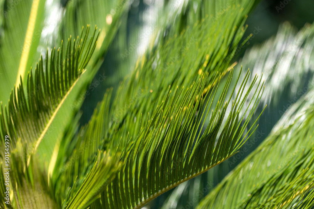 Leaves of Cycas. Close-up. Selective focus. Natural green background ...