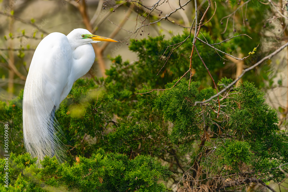 Great white Egret in Mating Plumage. Breeding season of wading birds ...
