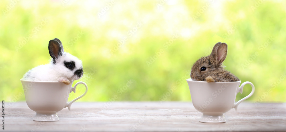 Young Rabbit in white cup on green nature bokeh as background. Little ...