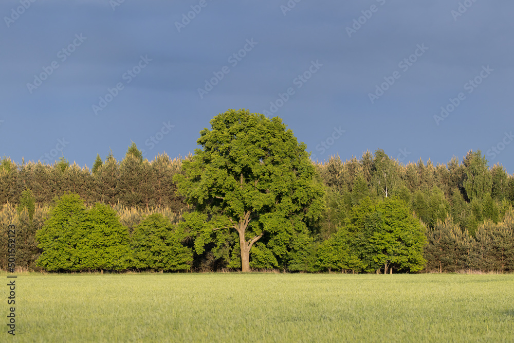 The mighty sessile oak, cornish oak, durmast oak, quercus petraea ...