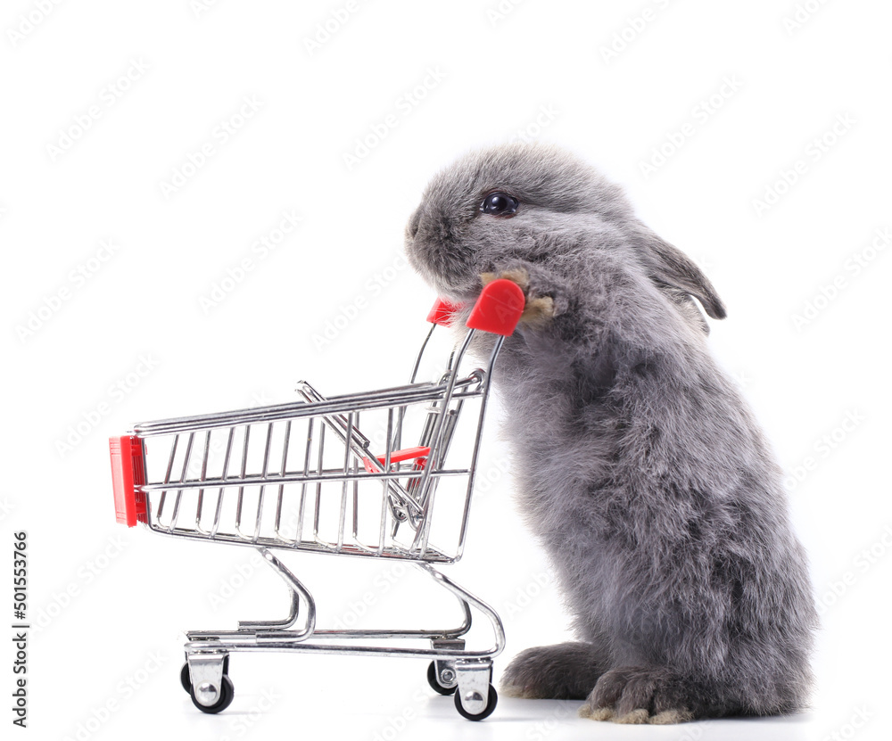 Cute little rabbit stand and hold trolley on white background. Young ...