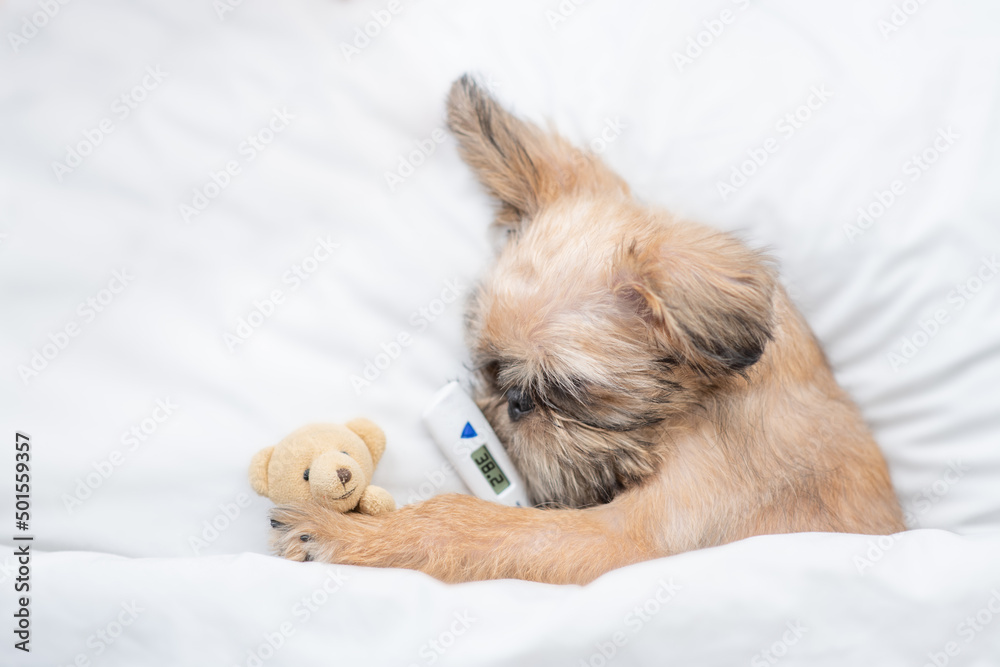 Sick Brussels Griffon puppy hugs toy bear and sleeps on a bed at home ...