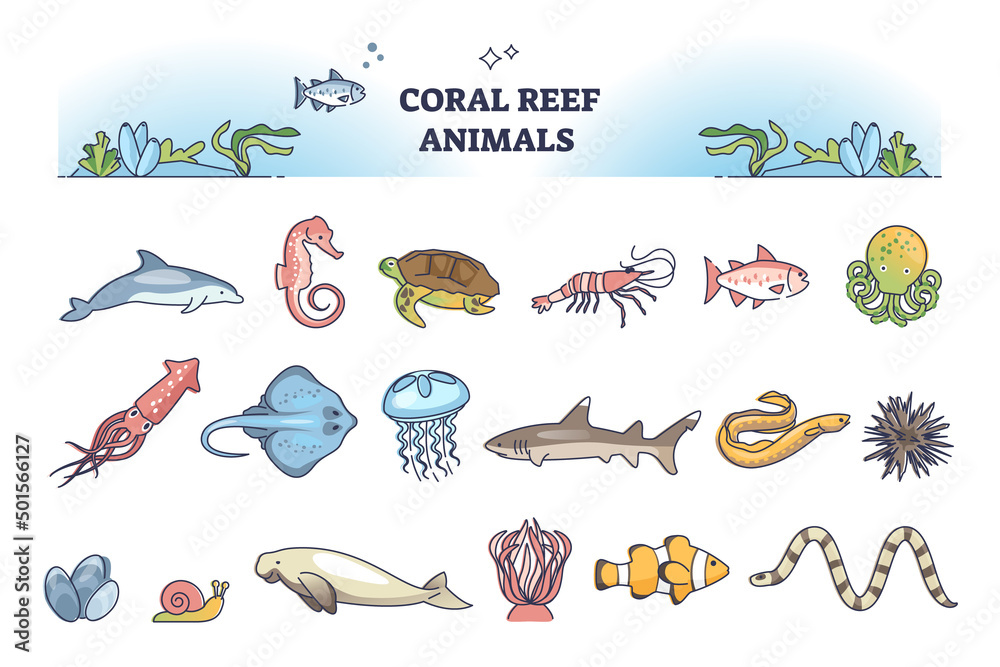 Coral Reef Animals Names