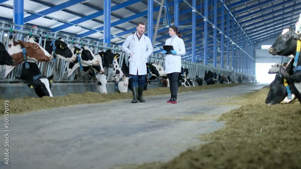 Veterinarians at cowshed at a farm checking cows and doing researches ...
