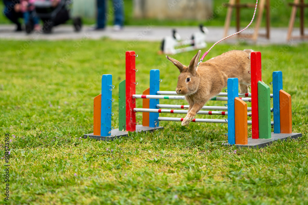 Foto de adorable rabbit bunny jumping over the obstacles during bunny ...