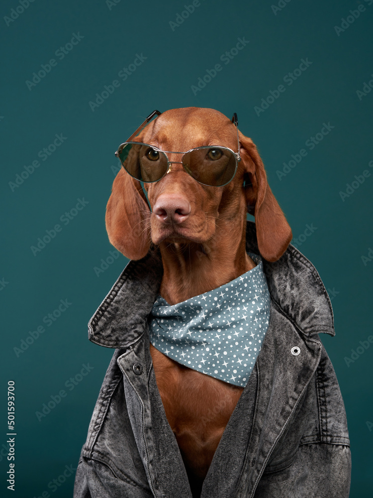 Dog In Human Clothes