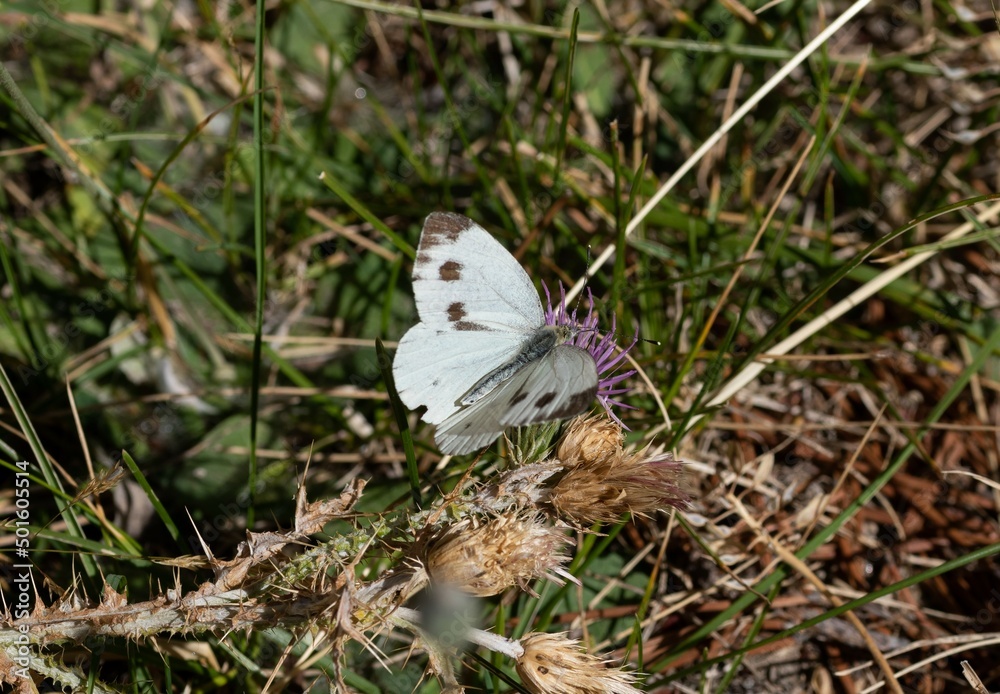 Pieris brassicae. Mariposa blanca de la col. Mariposa blanca con ...