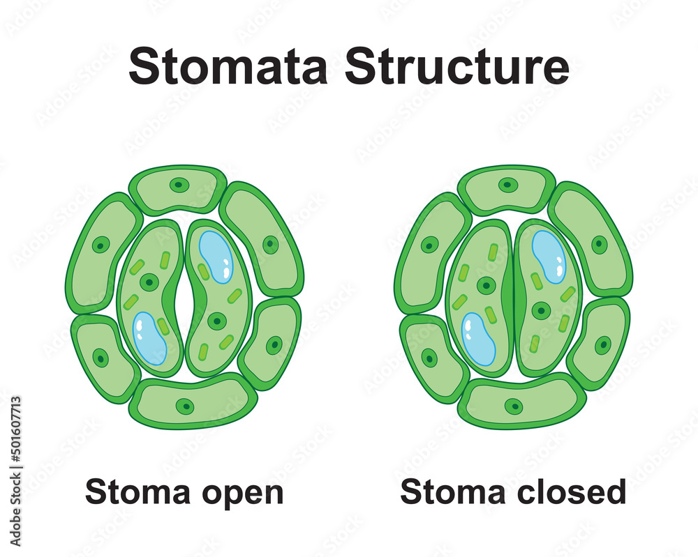 Scientific Designing of Stomata Structure. Stoma Open And Stoma Closed ... Scientific Designing of Stomata Structure. Stoma Open And Stoma Closed ...