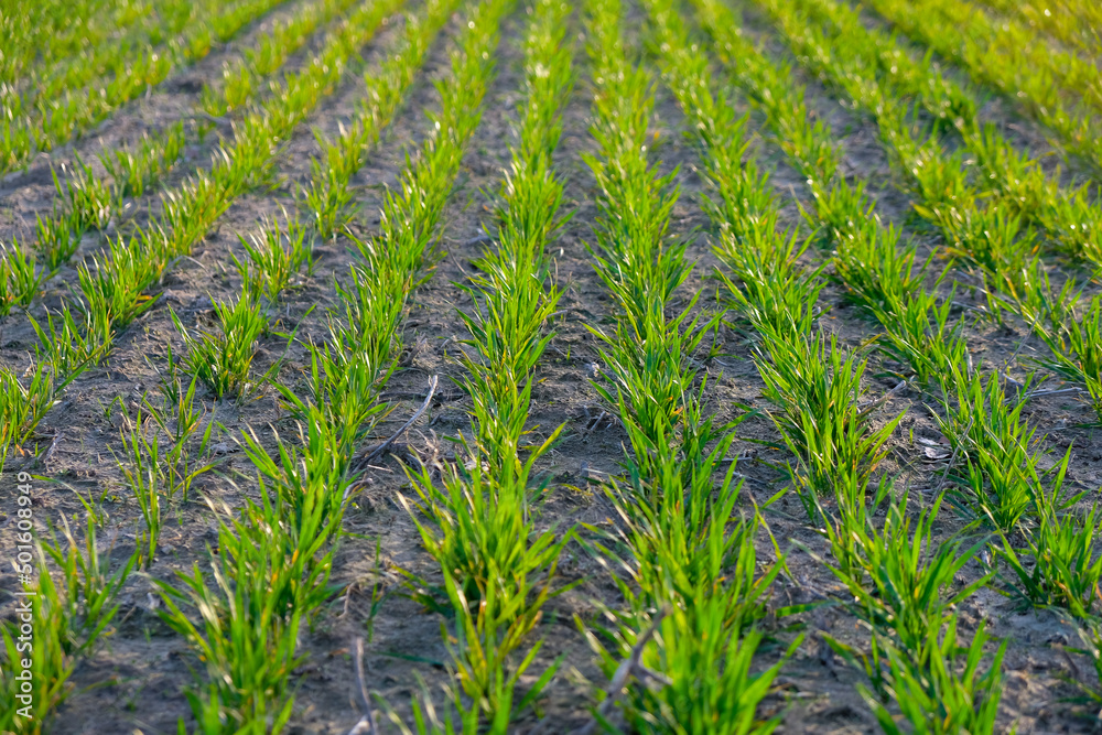 Winter wheat crop growth stages tillering. Evening golden hour. Stock ...
