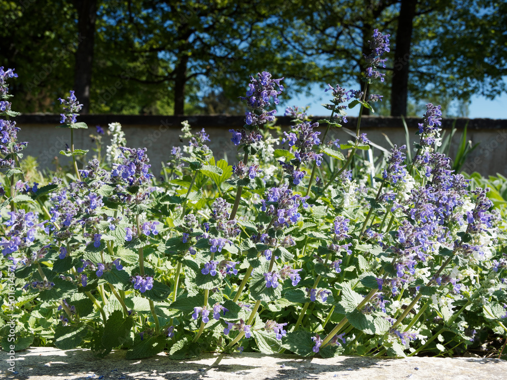 (Nepeta × faassenii ) Catmint or Faassen's catnip with ornemental ...