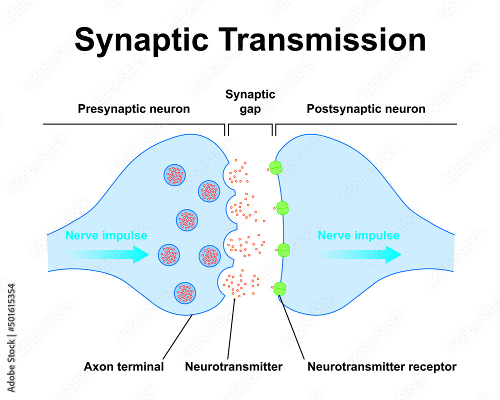 Scientific Designing of Synapse Structure. The Synaptic Transmission ...