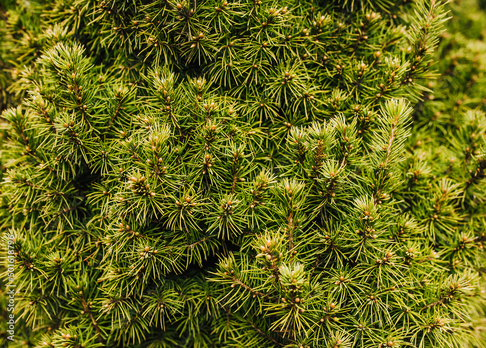 Background, texture of an evergreen perennial plant, a tree of green ...
