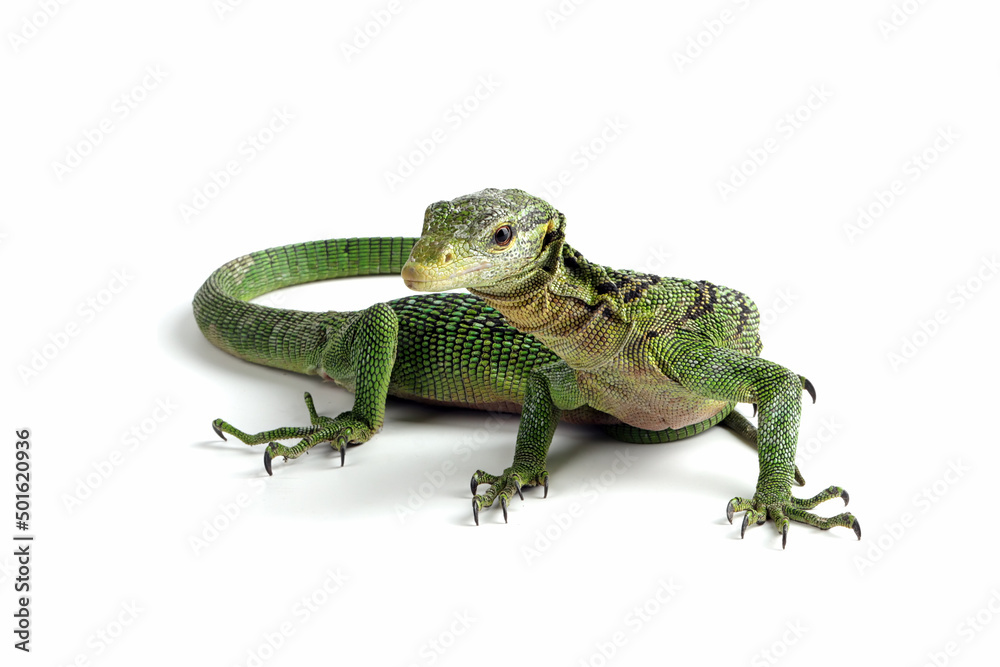 Varanus prasinus lizard isolated on white background, Varanus prasinus ...