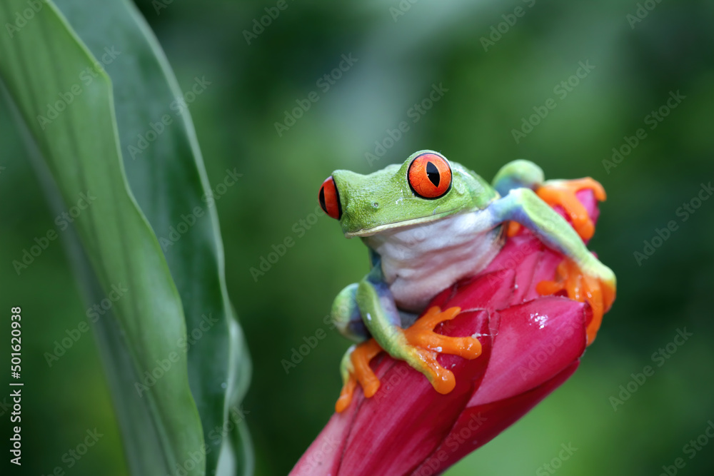 Red-eyed tree frog sitting on green leaves, red-eyed tree frog ...