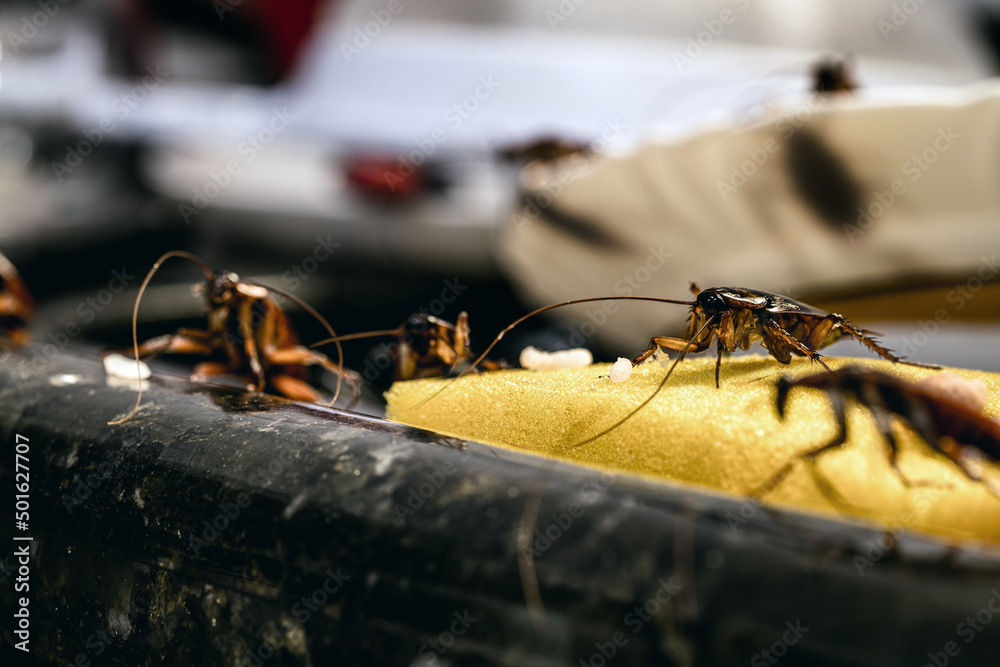 cockroach infestation eating in a messy and very dirty kitchen sink ...