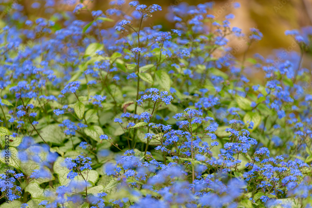 Selective focus of small tiny blue flower with green leaves in the garden, Brunnera macrophylla ...