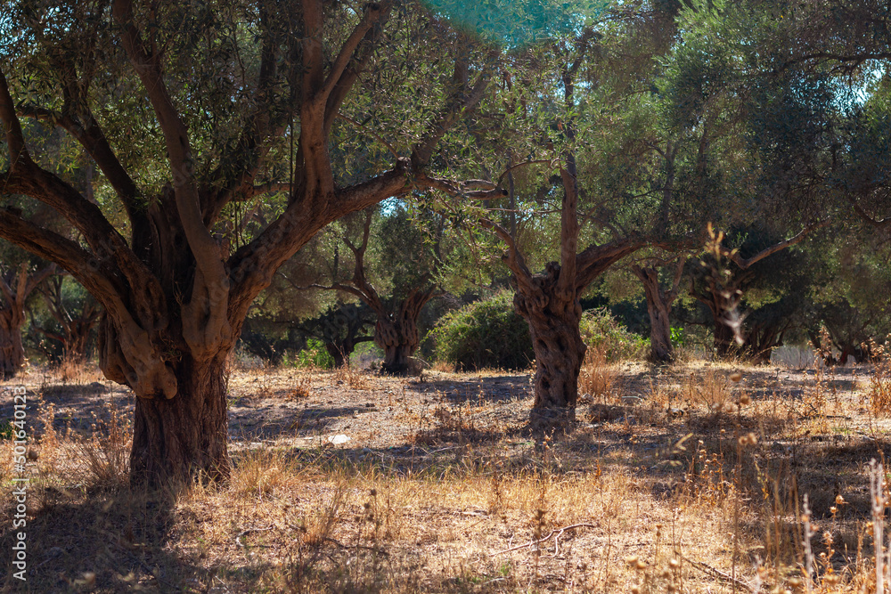 Olive grove. Large and old ancient olive trees in an olive garden in ...