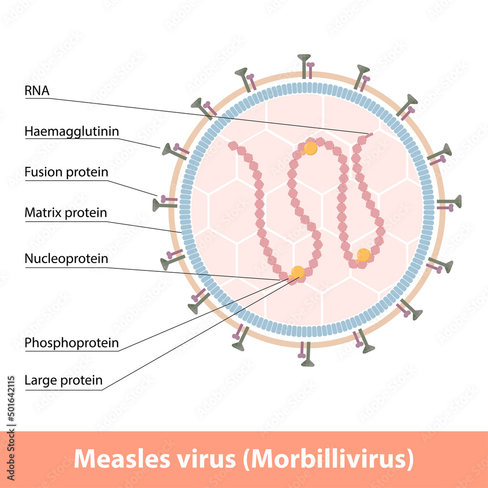 Measles virus cell (Morbillivirus). Detailed virion scheme Stock ...