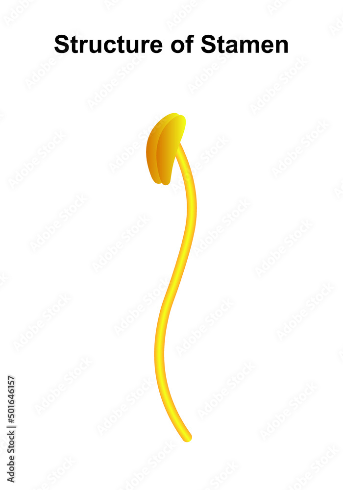 Scientific Designing of Stamen Structure. The Male Reproductive System ...