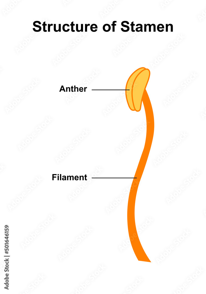 Scientific Designing of Stamen Structure. The Male Reproductive System ...