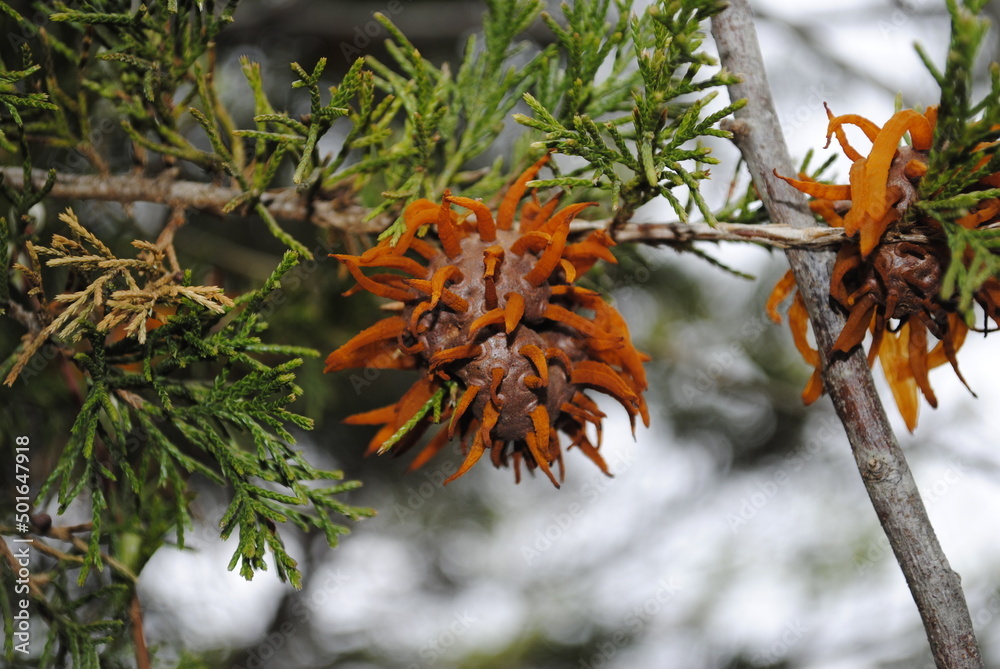 Eastern red cedar tree with the fungus Gymnosporangium juniperi ...