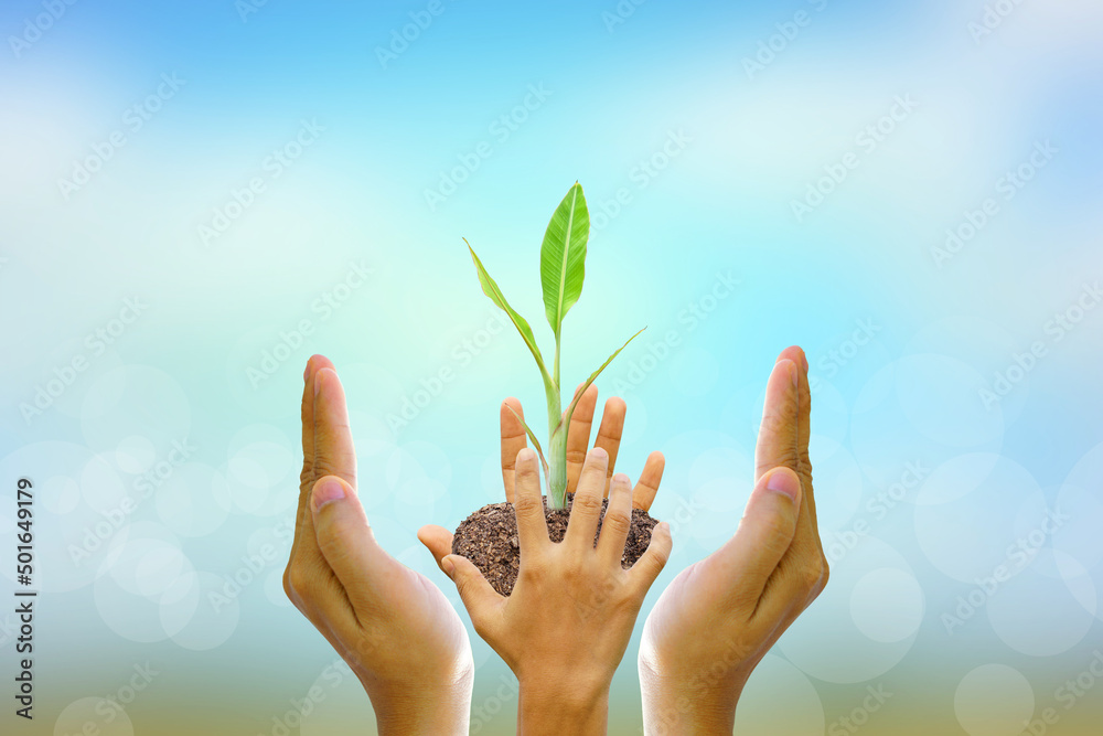 Human hand holding tree on blurred nature background.World environment ...