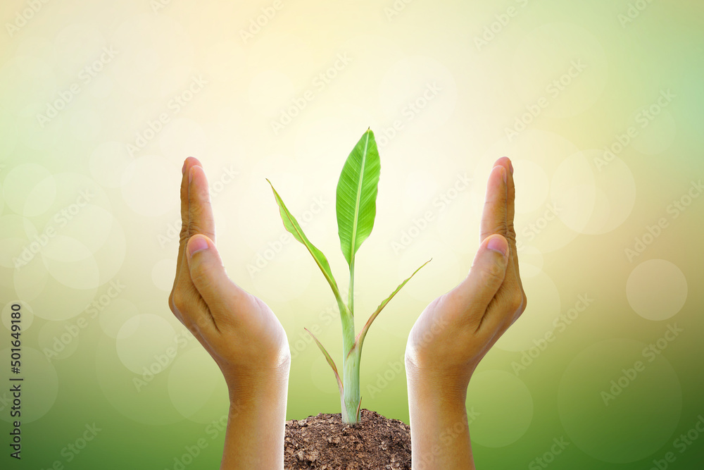 Human hand holding tree on blurred nature background.World environment ...