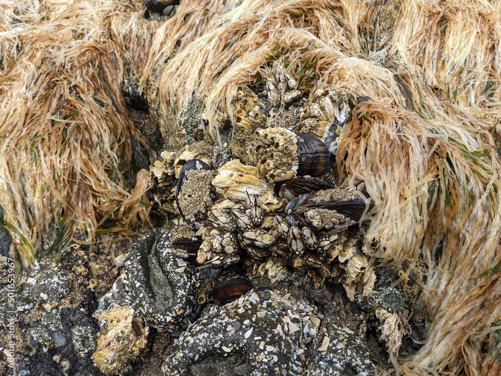 Muscles and barnacles in the intertidal zone Stock Photo | Adobe Stock