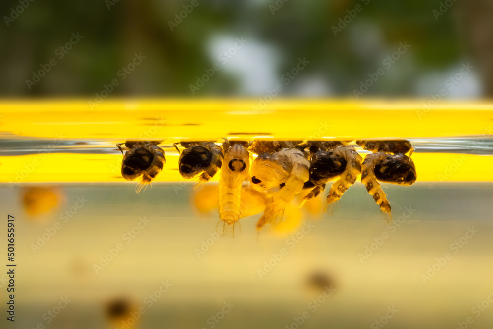 Macro photo of mosquito larvae and mosquito trap floating on water ...
