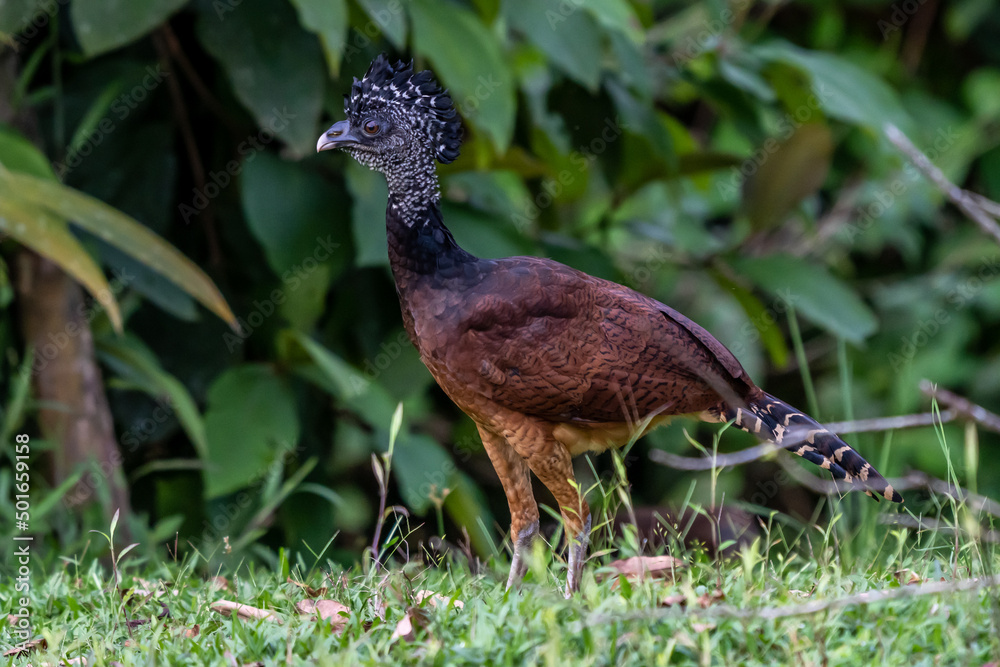 The great curassow (Crax rubra) is a large, pheasant-like bird from the ...