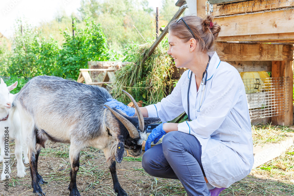 Young veterinarian woman with stethoscope holding and examining goat on ...